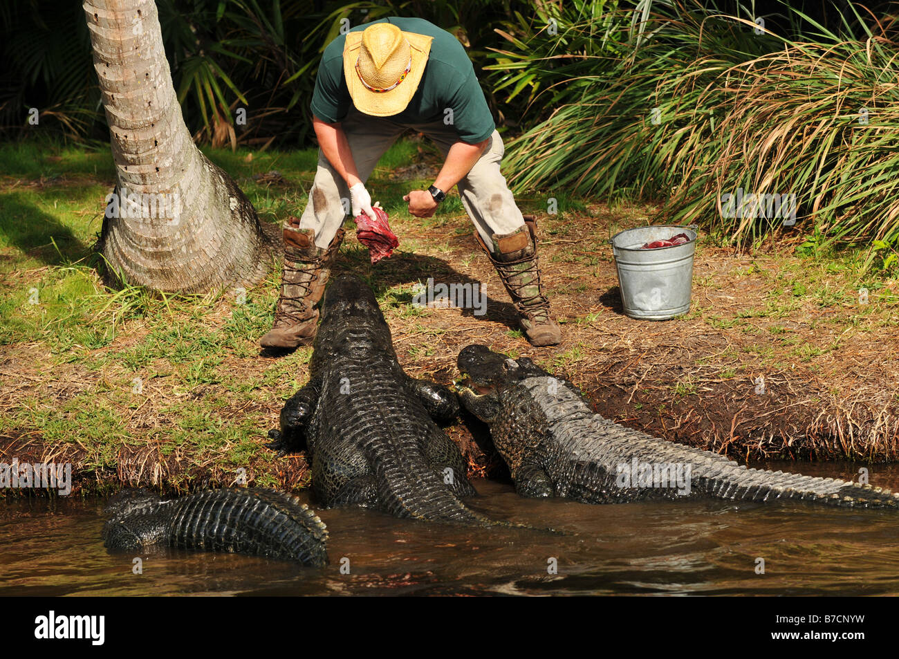 Trainer feeding an alligator Stock Photo - Alamy