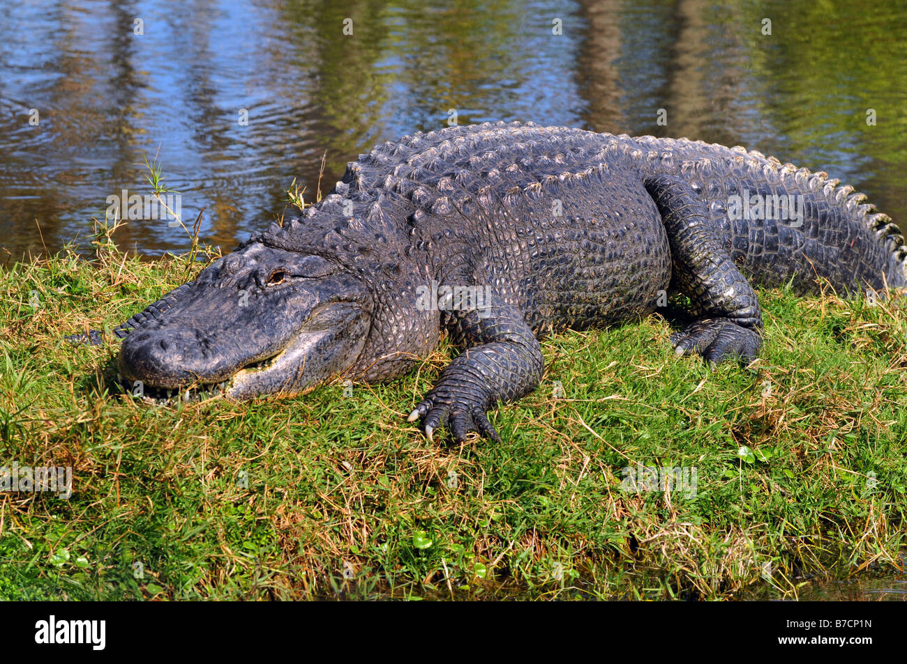 Big Alligator on green grass Stock Photo - Alamy