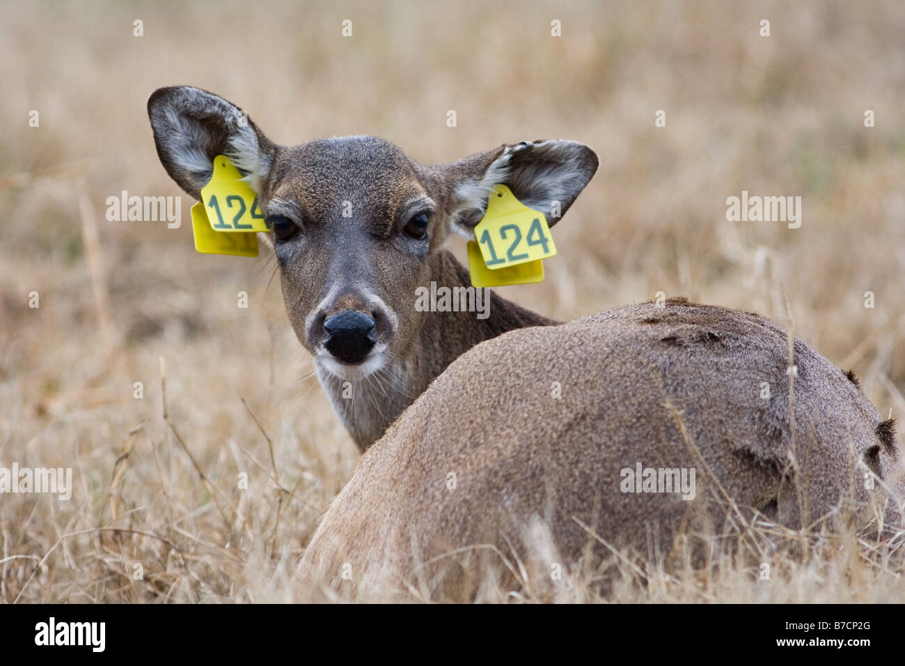 Whitetail deer tag ear hi-res stock photography and images - Alamy