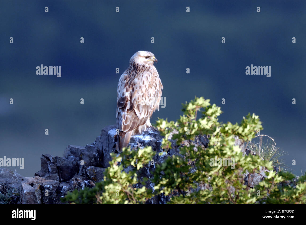 Buzzard with fledgling prey hi-res stock photography and images - Alamy