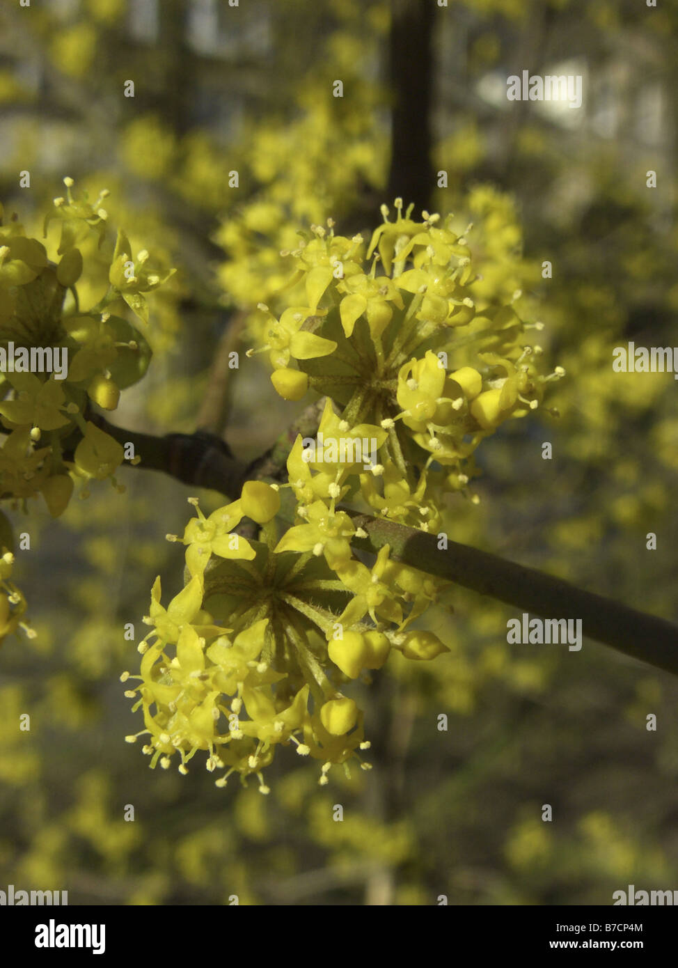 cornelian cherry wood (Cornus mas), inflorescences Stock Photo - Alamy