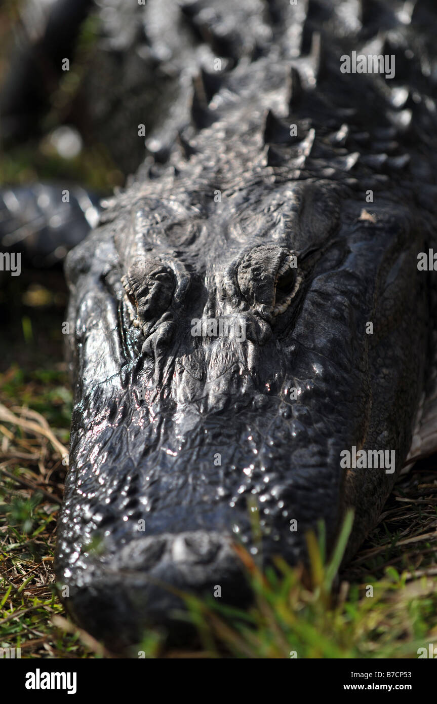 Alligator legs hi-res stock photography and images - Alamy