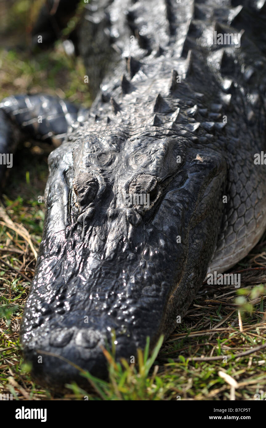 Alligator standing up hi-res stock photography and images - Alamy