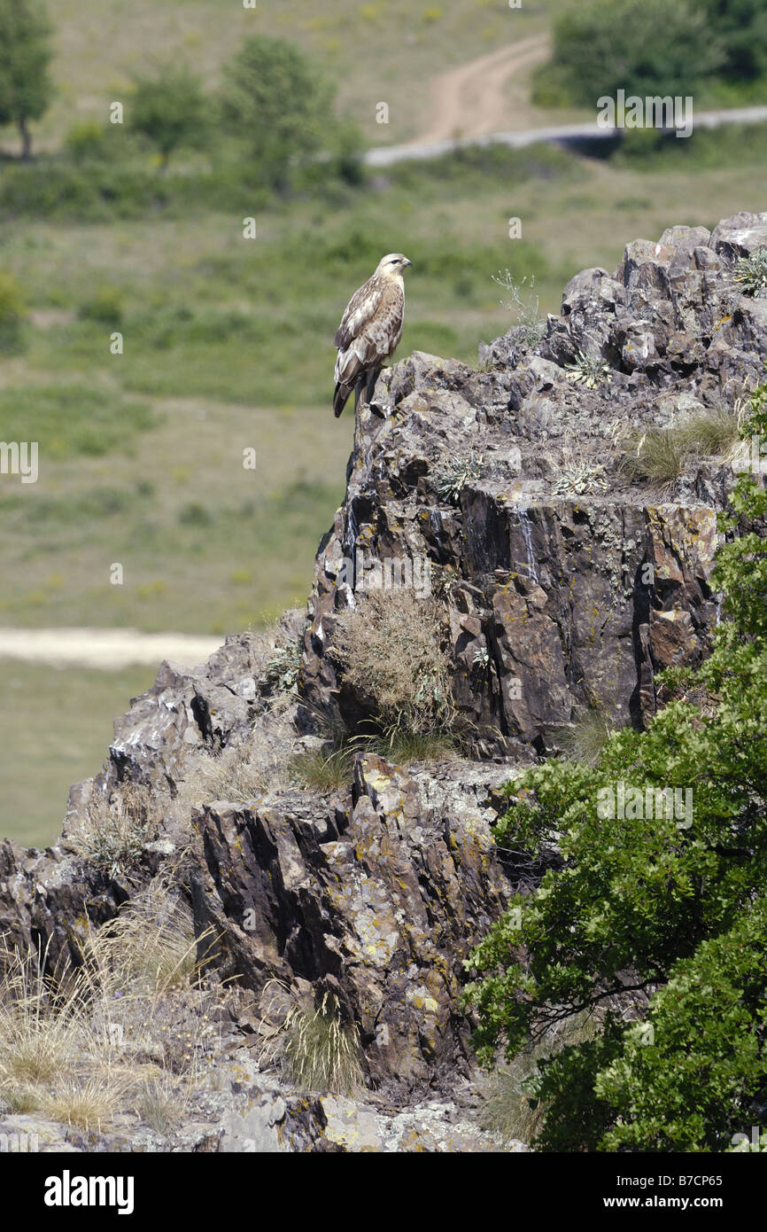 Buzzard with fledgling prey hi-res stock photography and images - Alamy