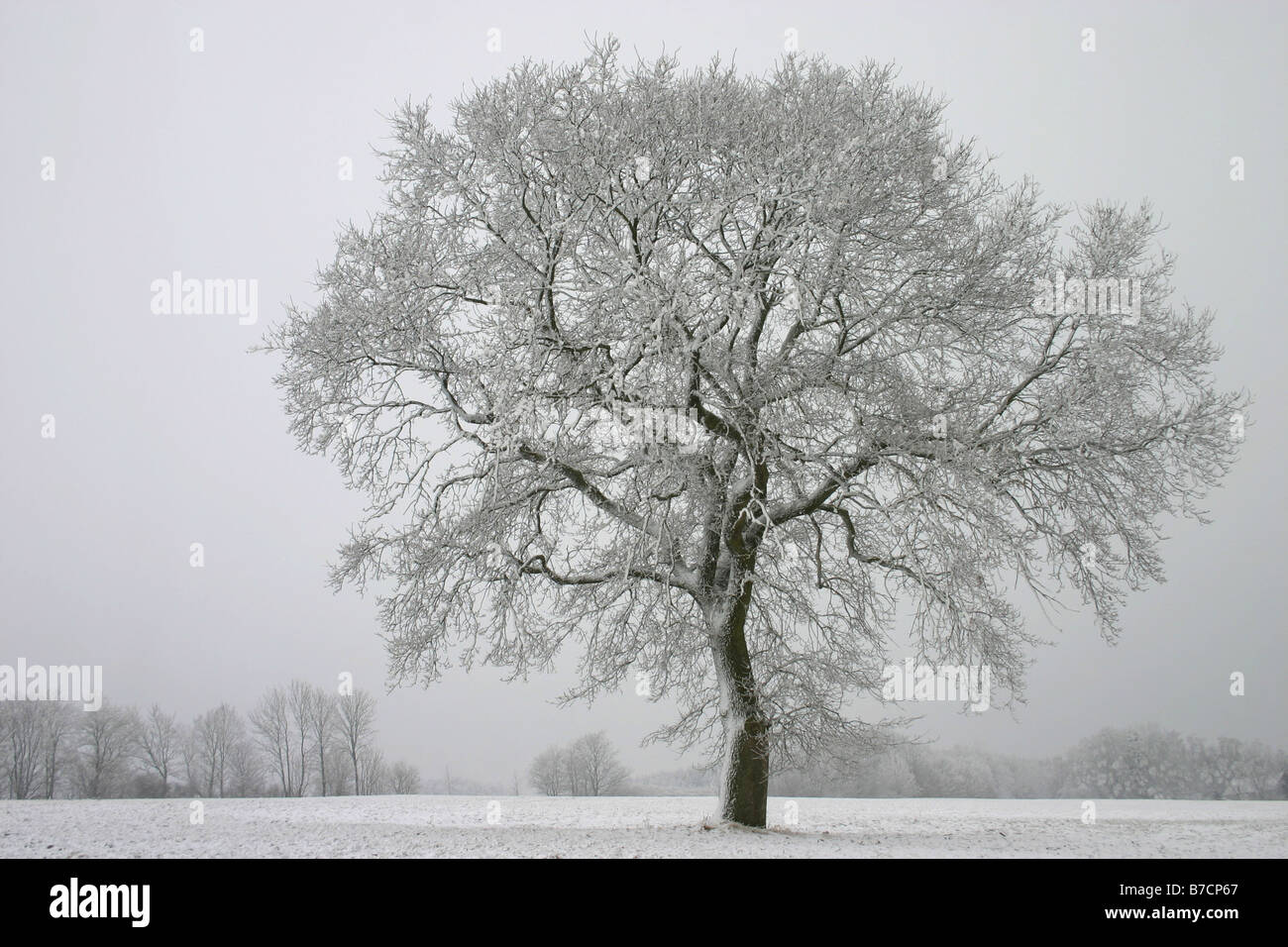 Common oak quercus robur habit hi-res stock photography and images - Alamy