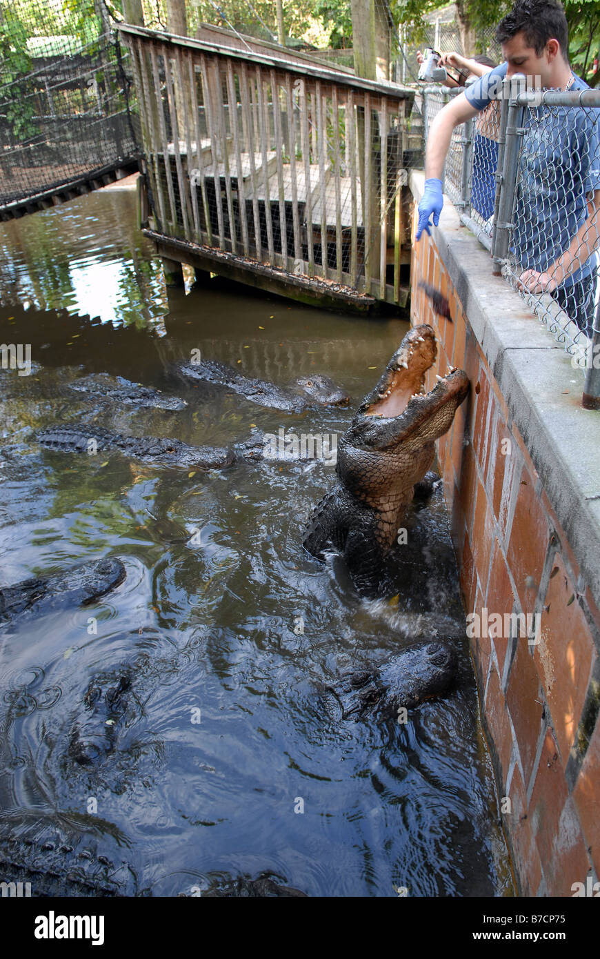 People videotaping alligator feeding Stock Photo - Alamy