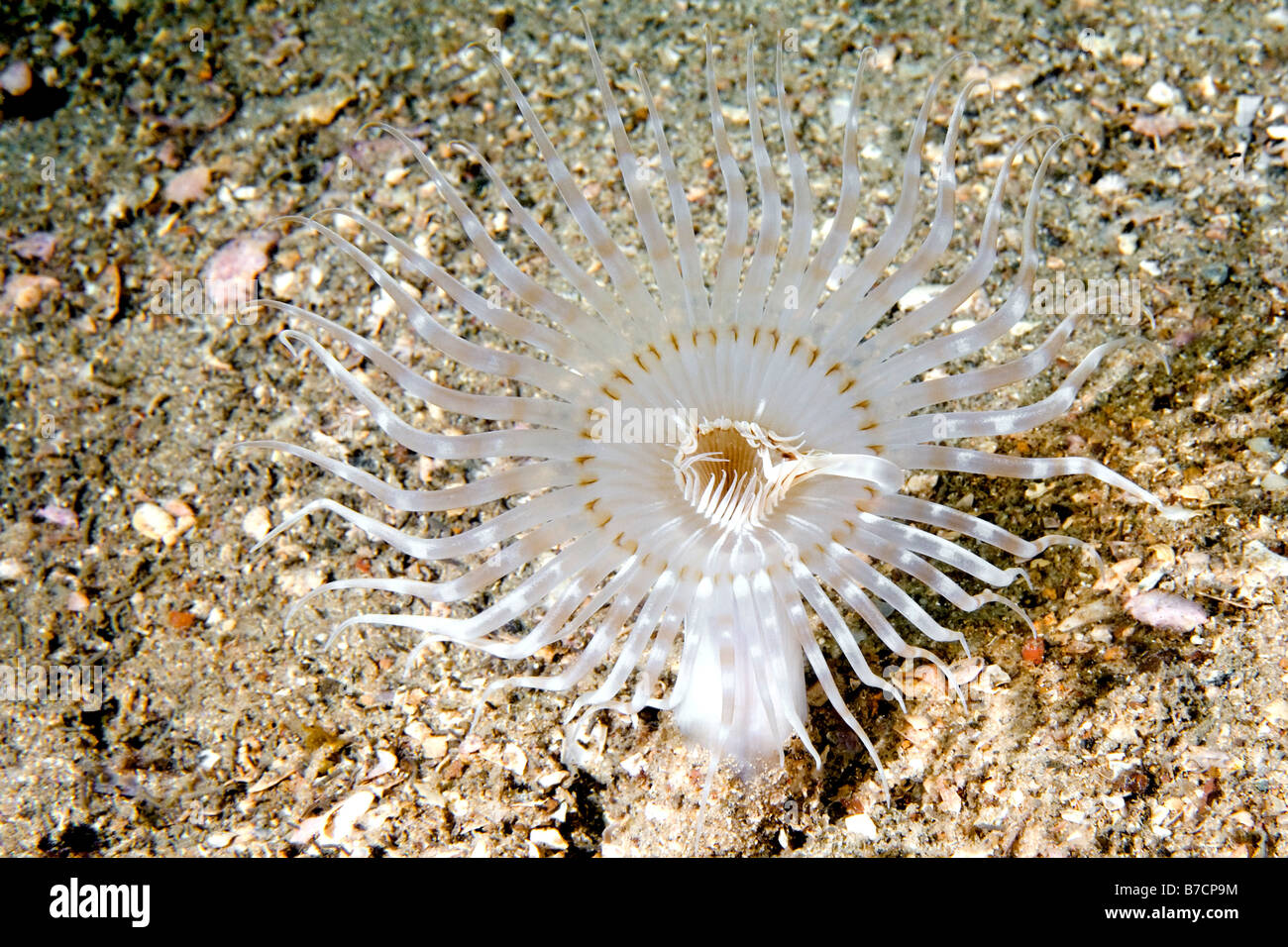 Cerianthid sand anemone probably Arachnanthus sp Stock Photo - Alamy