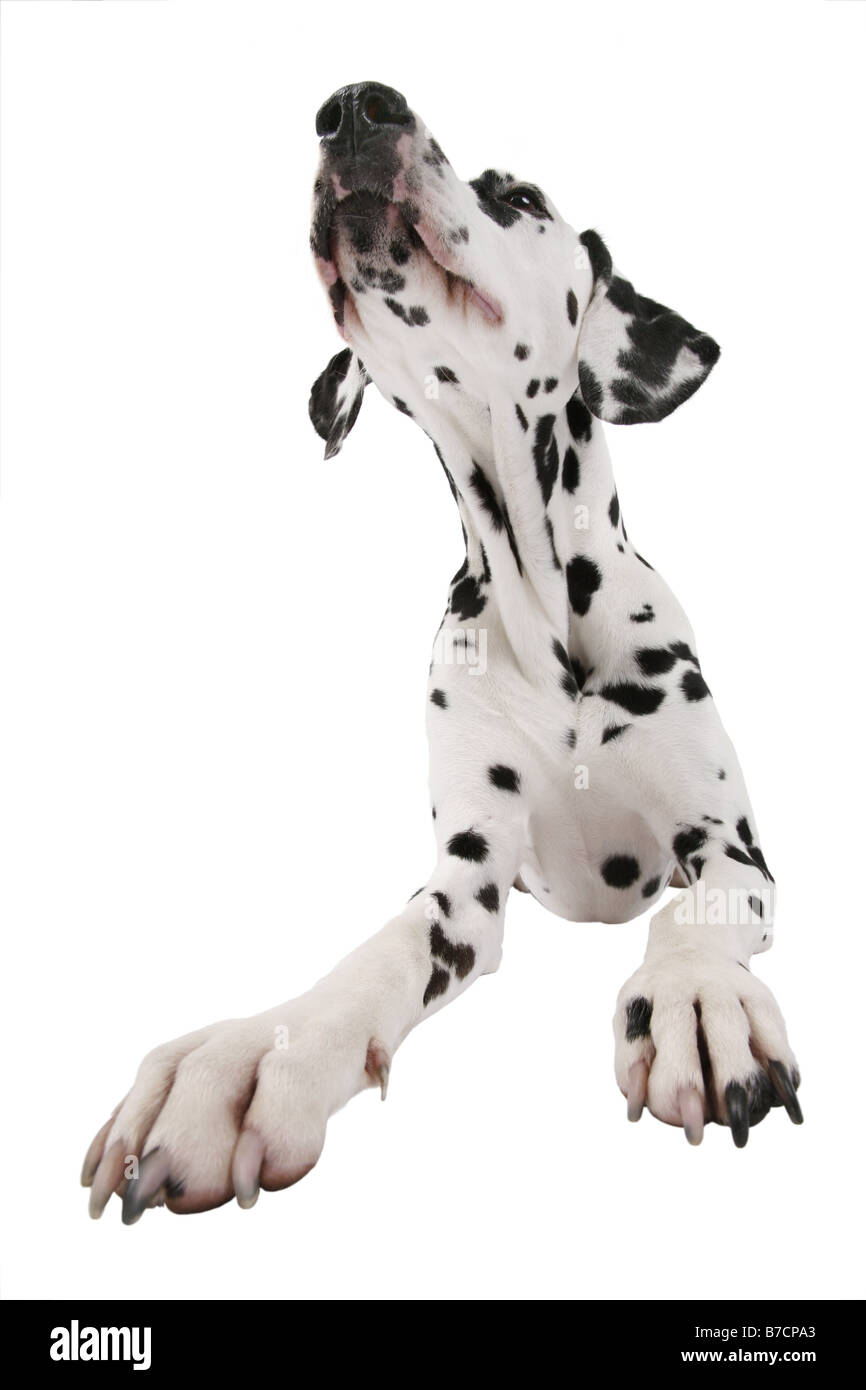 Dalmatian dog sitting looking down hi-res stock photography and images ...