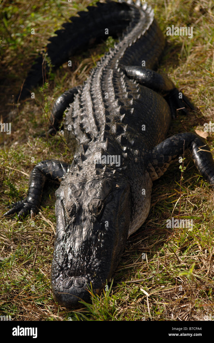 Everglades alligator bird hi-res stock photography and images - Alamy