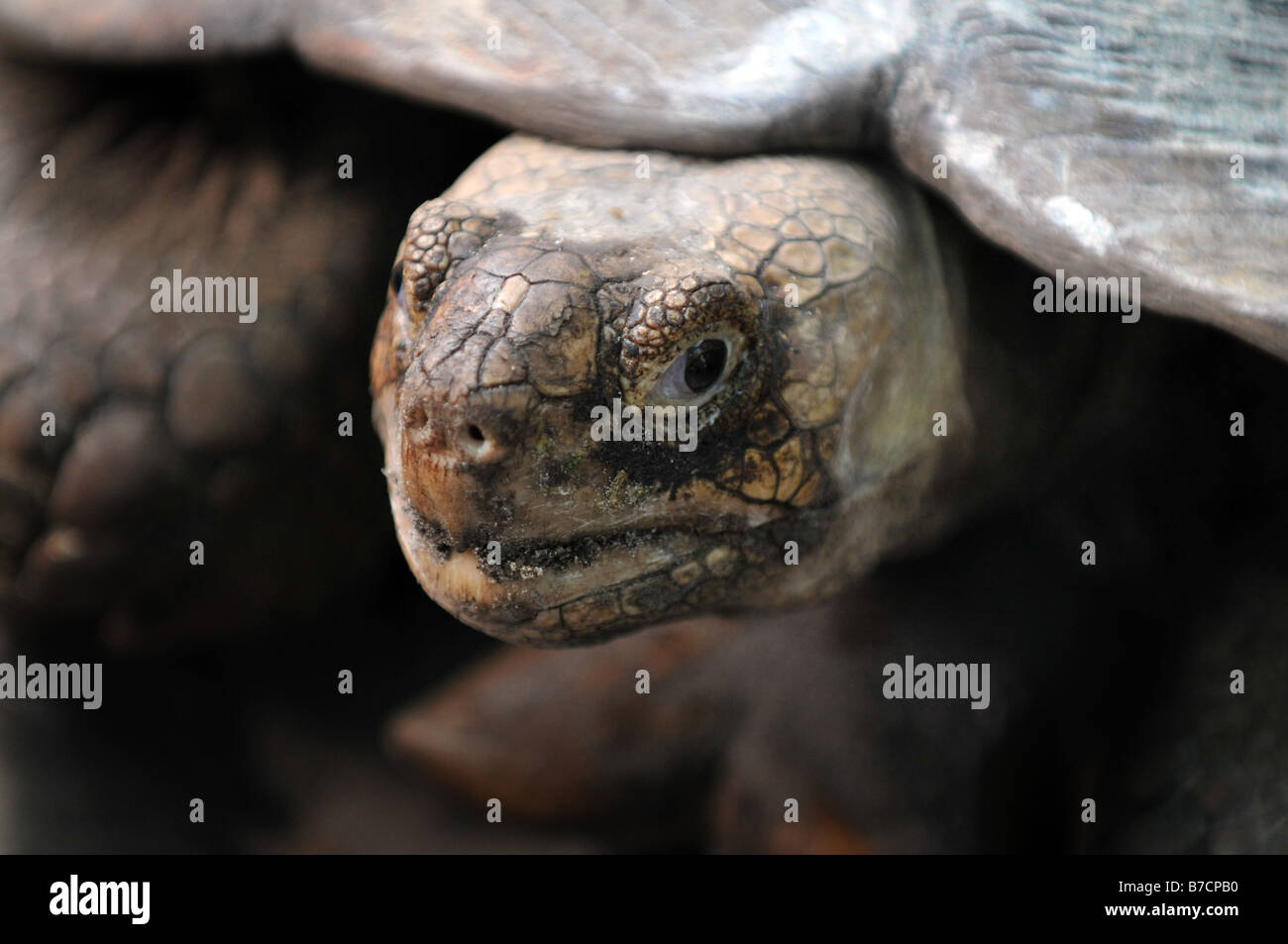 Old tortoise face hi-res stock photography and images - Alamy