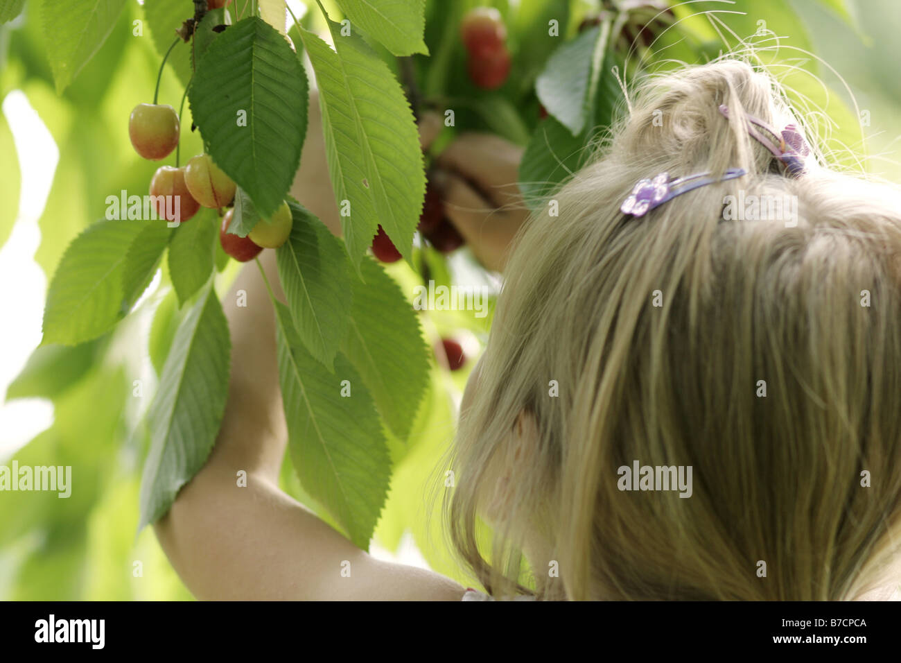 small blond girl picking cherries, Germany Stock Photo - Alamy
