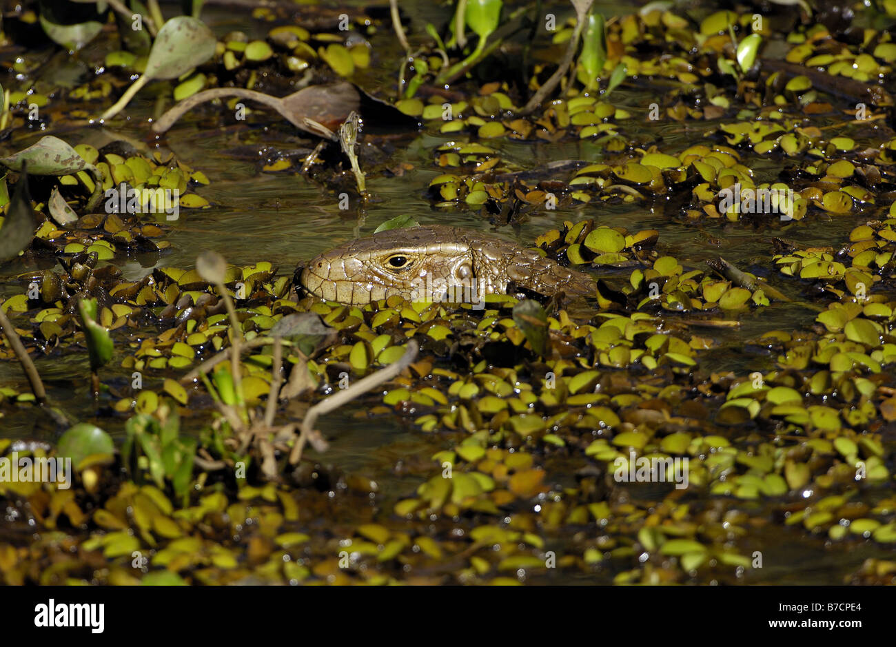 Paraguayan caiman lizard (Dracaena paraguayensis), swimming, Brazil ...