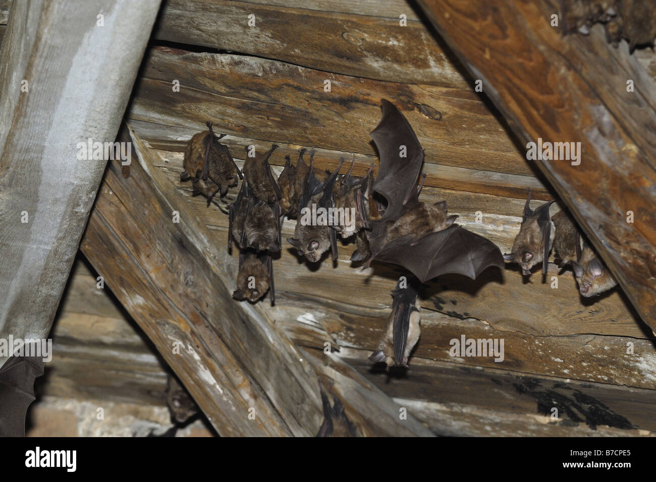 Mediterranean horseshoe bat (Rhinolophus euryale), at garret, Bulgaria ...