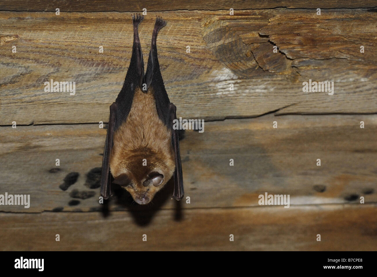 Mediterranean horseshoe bat (Rhinolophus euryale), at garret, Bulgaria ...