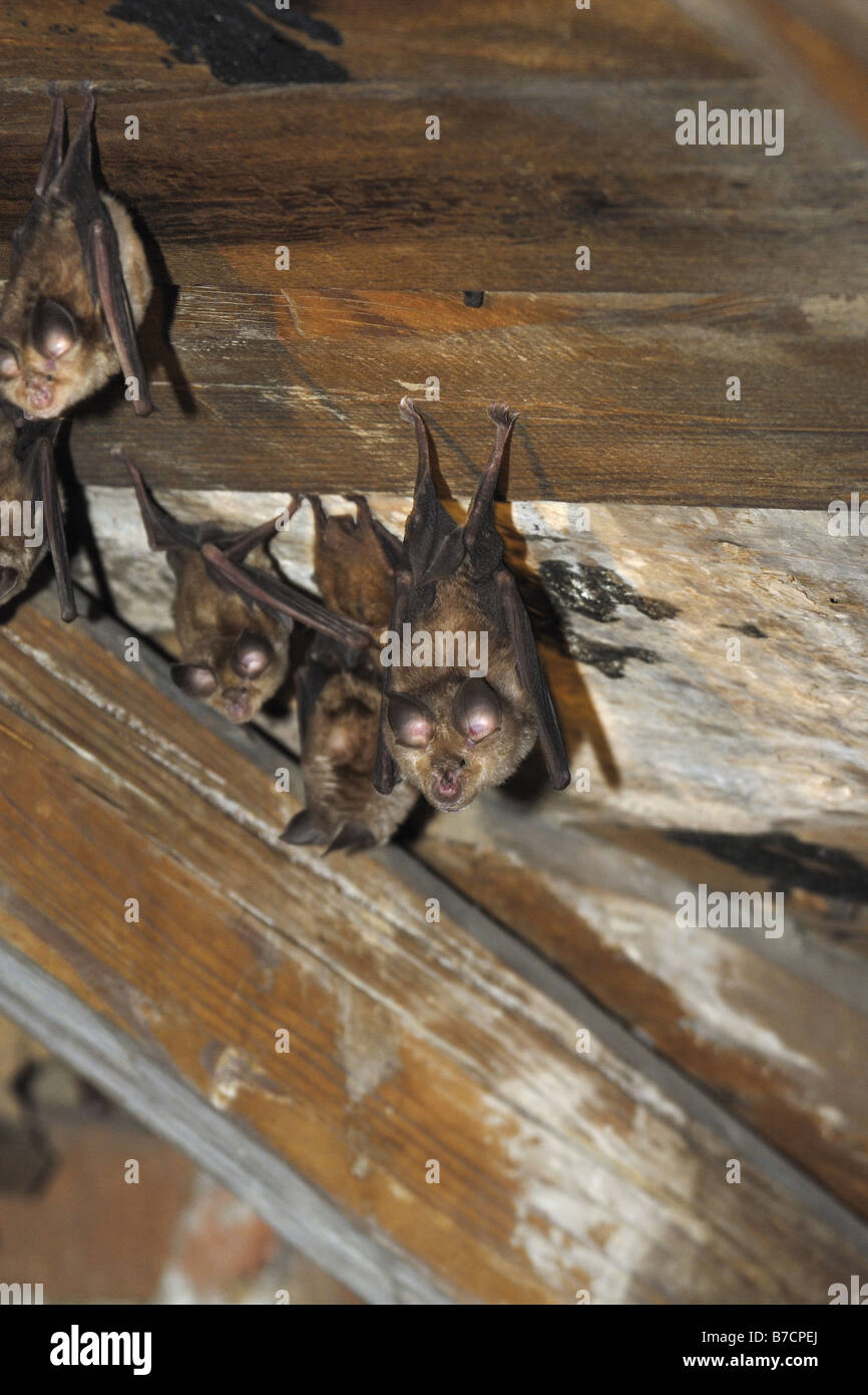Rhinolophus Euryale High Resolution Stock Photography and Images - Alamy