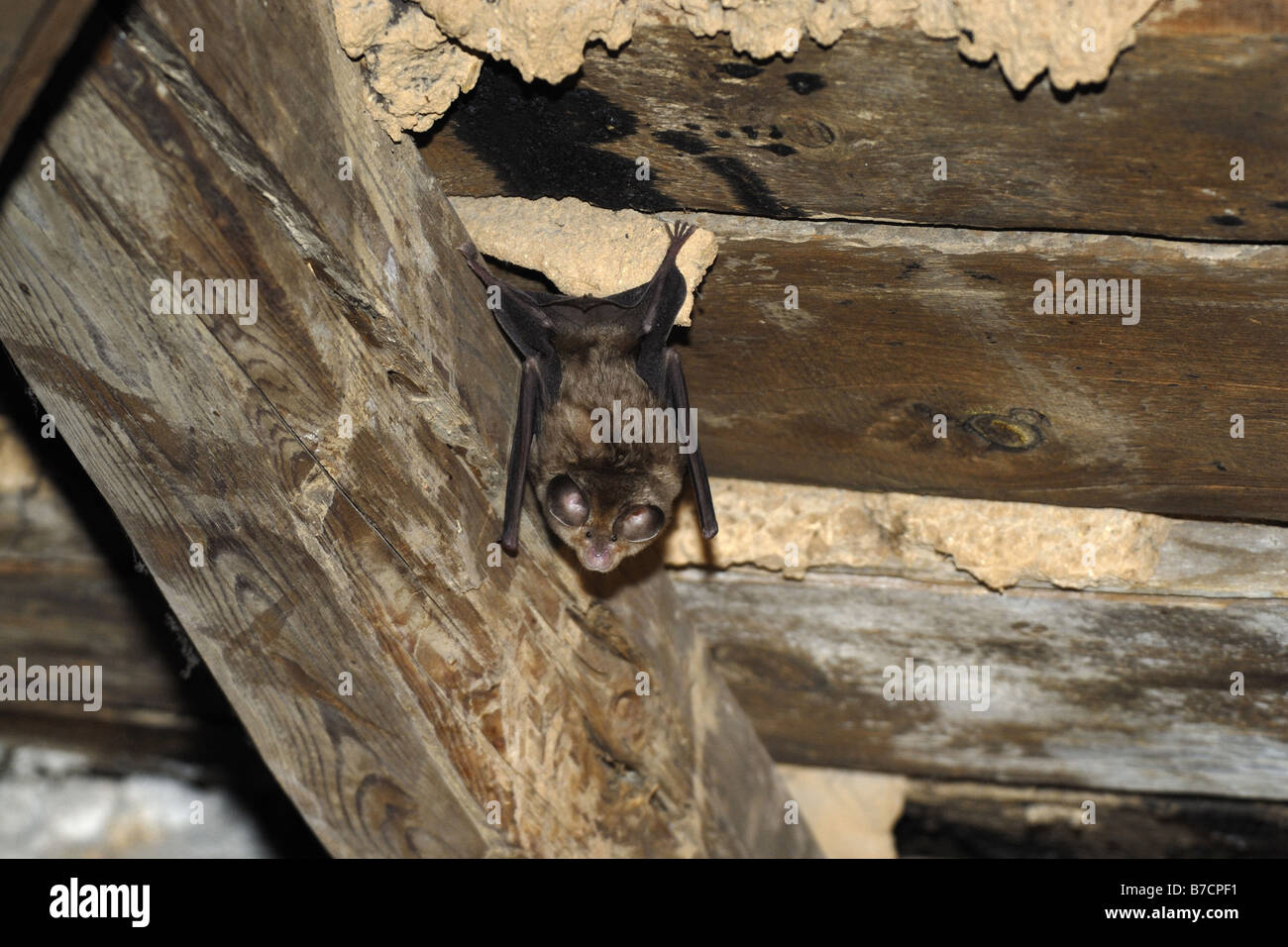 Mediterranean horseshoe bat (Rhinolophus euryale), at garret, Bulgaria ...