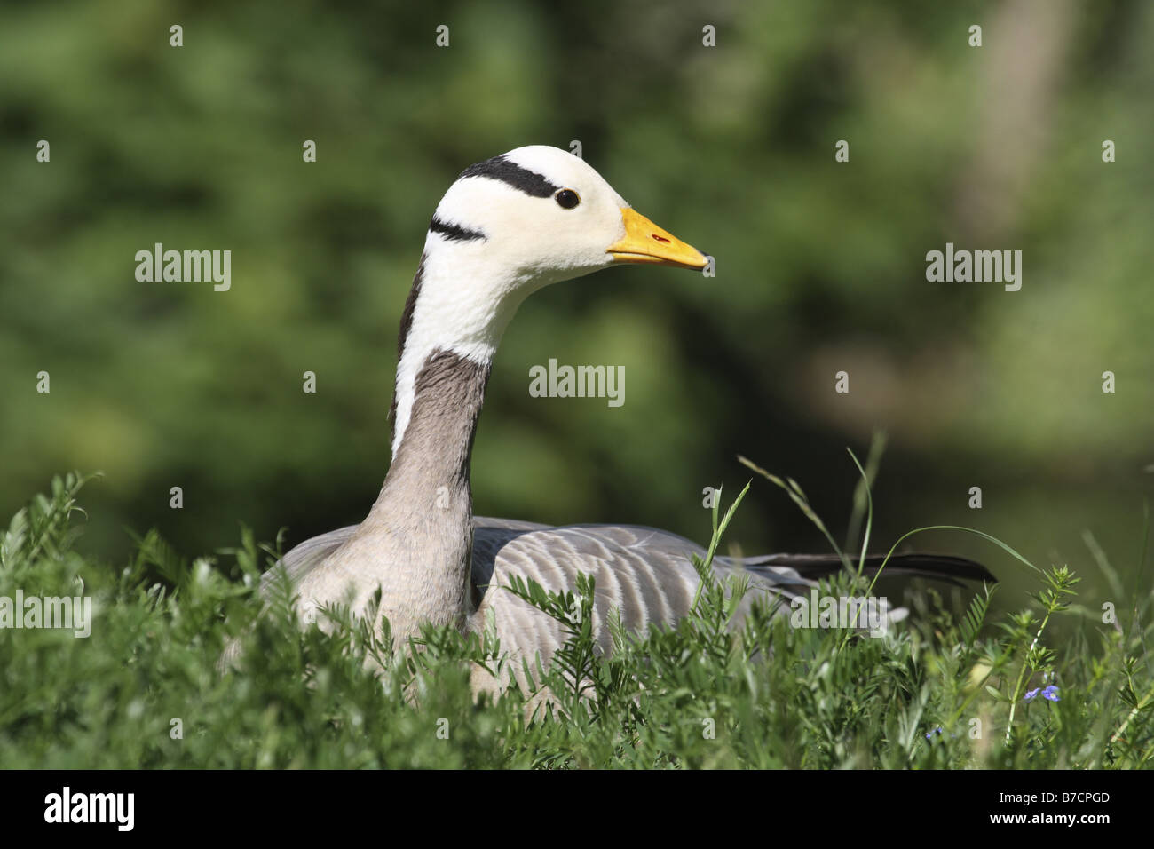 Animals lying bar headed goose hi-res stock photography and images - Alamy