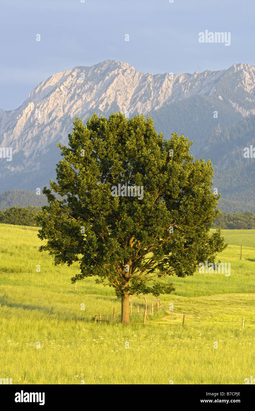 oak (Quercus spec.), Germany, Bavaria, Riegsee Stock Photo - Alamy