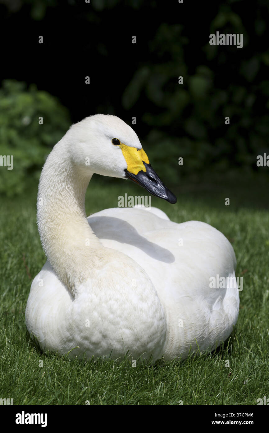 Bewick's Swan, Bewicks Swan (Cygnus bewickii, Cygnus columbianus ...