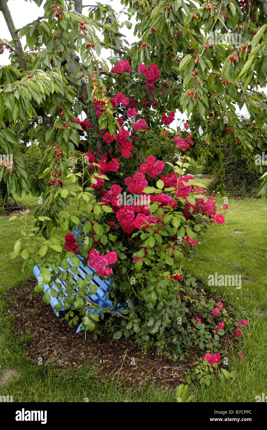 climbing rose (Rose 'Blaze Superior', Rose Blaze Superior), blooming ...