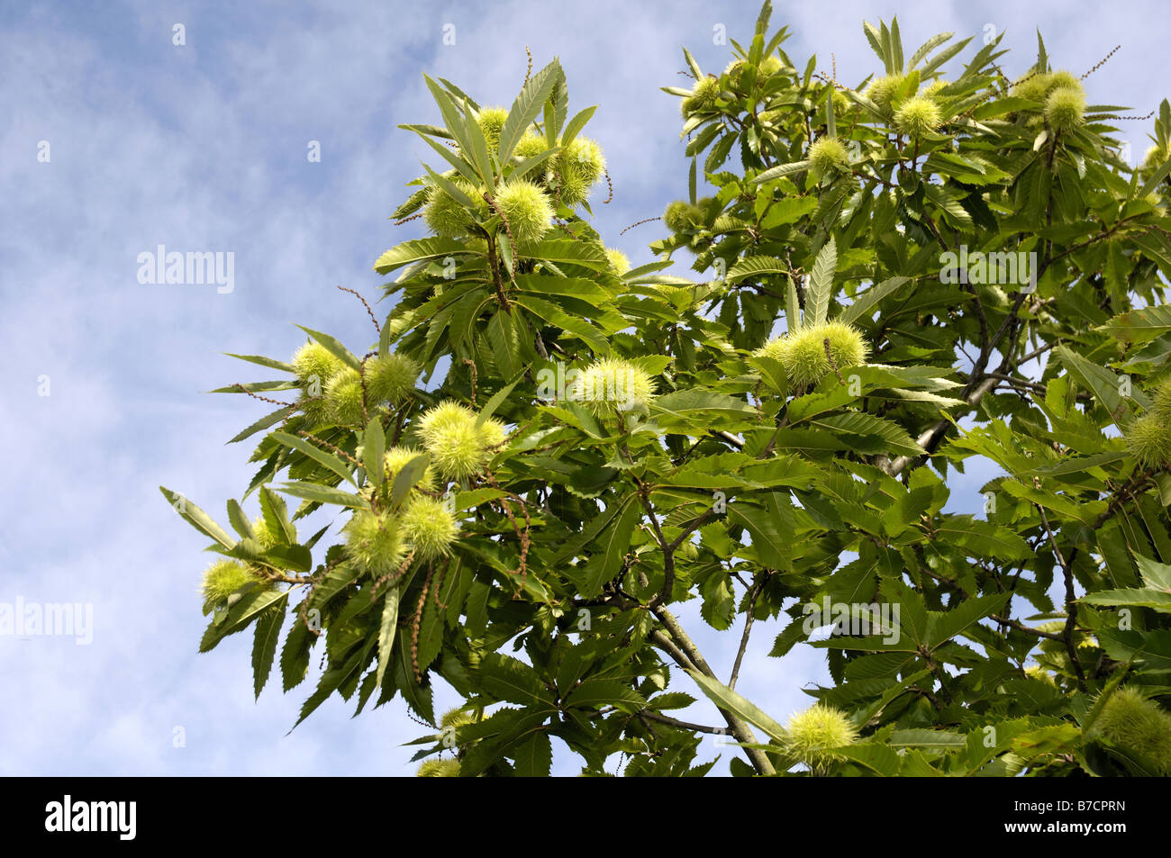 Spanish chestnut, sweet chestnut (Castanea sativa), twig with immature ...