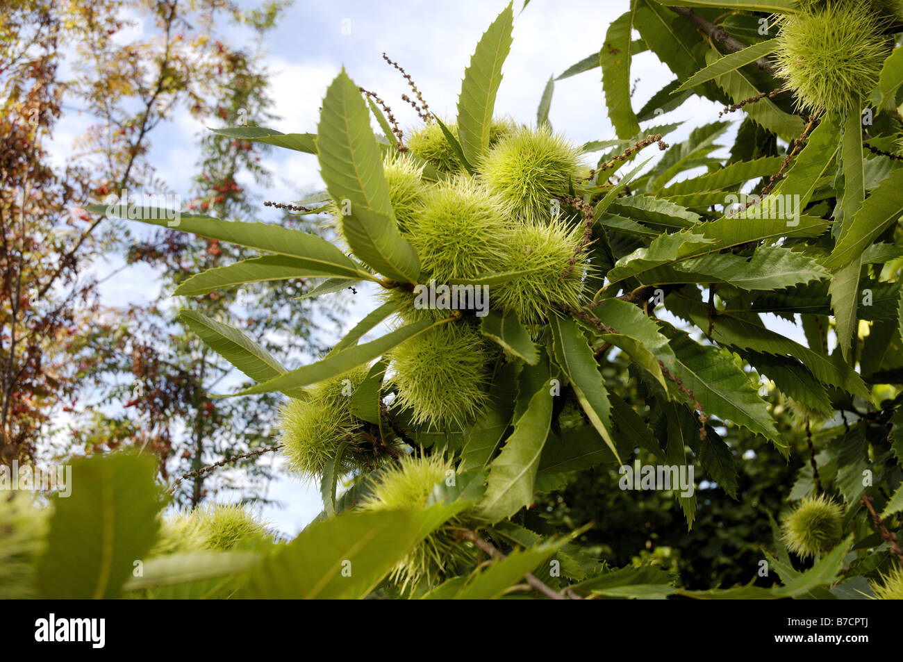 Botany fruit fruits plant plants chestnut chestnuts tree trees hi-res ...