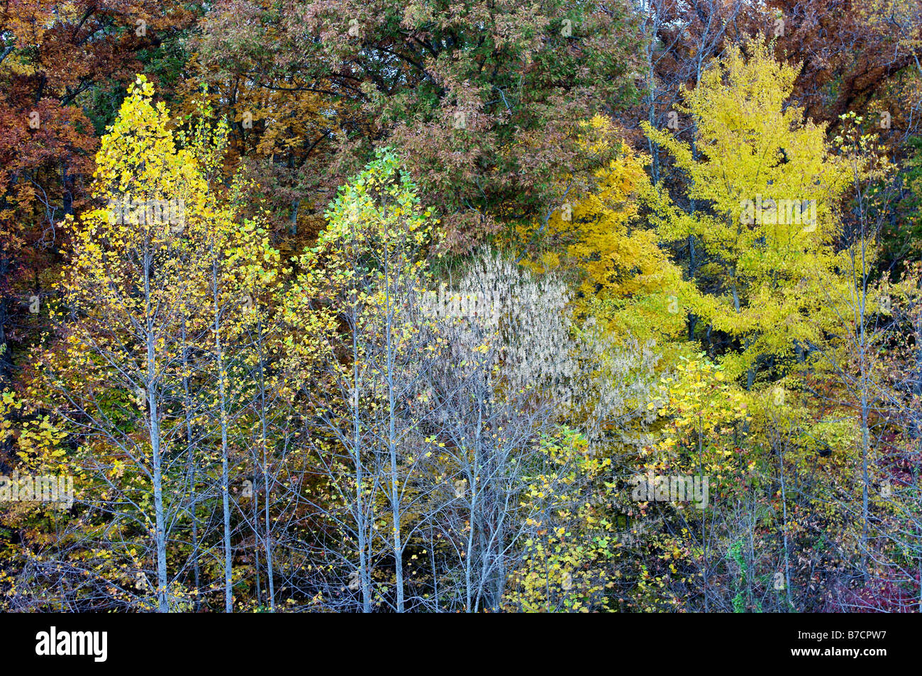 Usa tennessee maple tree hi-res stock photography and images - Alamy