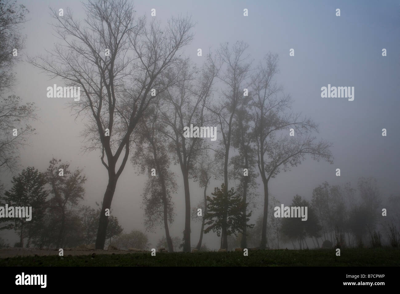 Trees in fog by Missouri River Stock Photo - Alamy