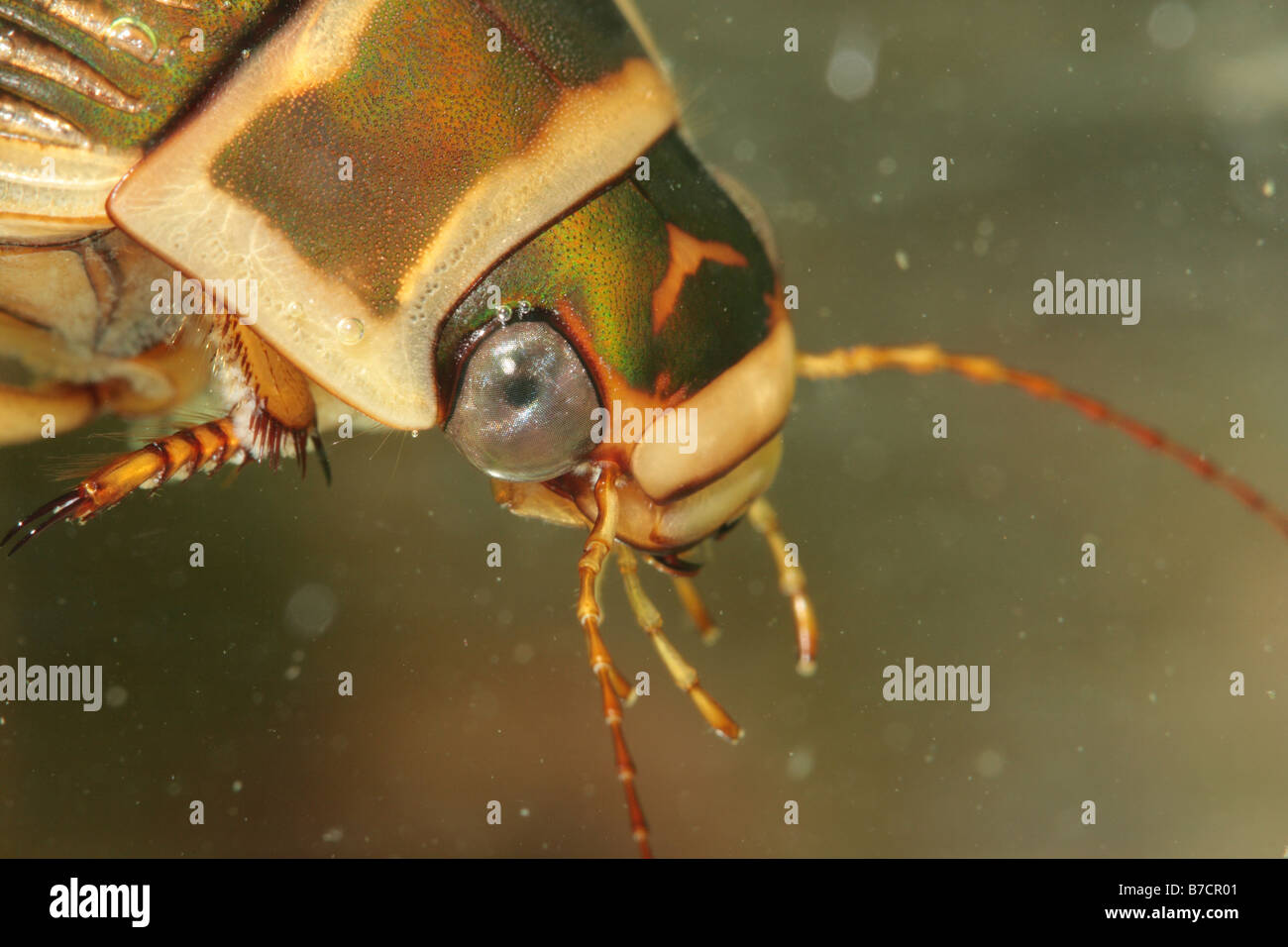great diving beetle (Dytiscus marginalis), portrait of a female ...
