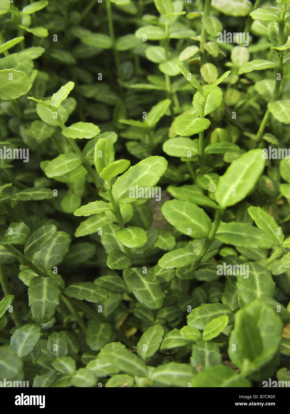 Winter creeper euonymus fortunei minimus hi-res stock photography and ...
