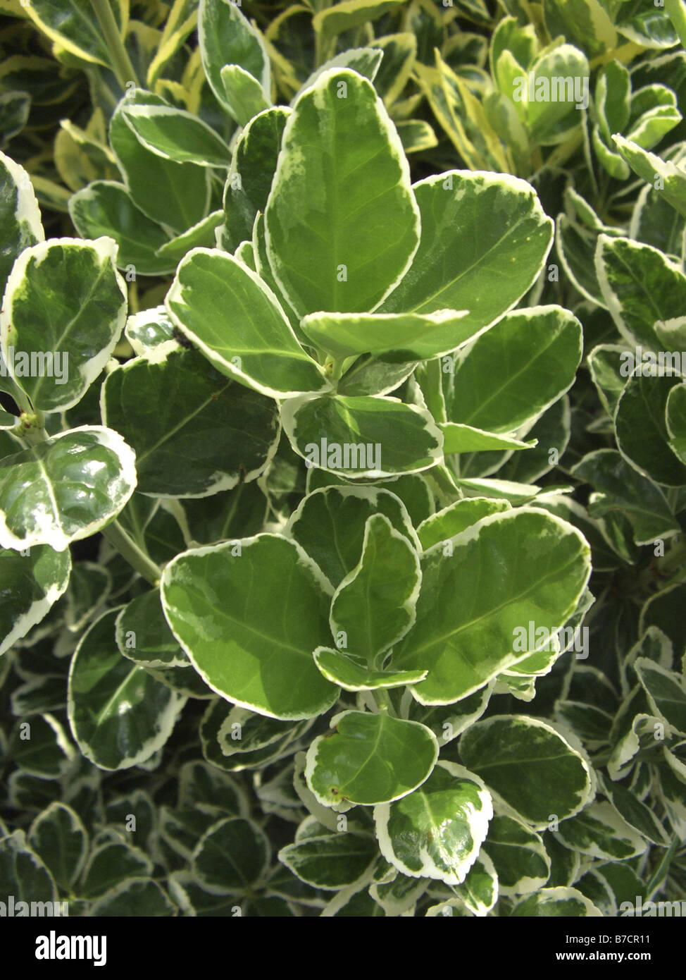 Japanese Euonymus (Euonymus japonicus 'Kathy', Euonymus japonicus Kathy ...