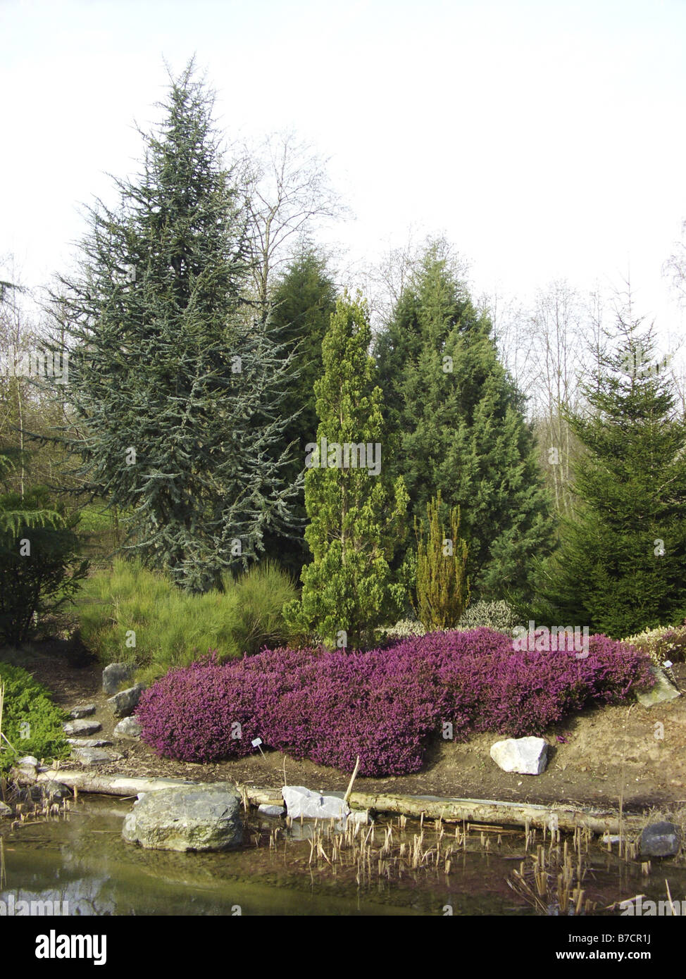 winter heath (Erica carnea 'Myreton Ruby', Erica carnea Myreton Ruby ...