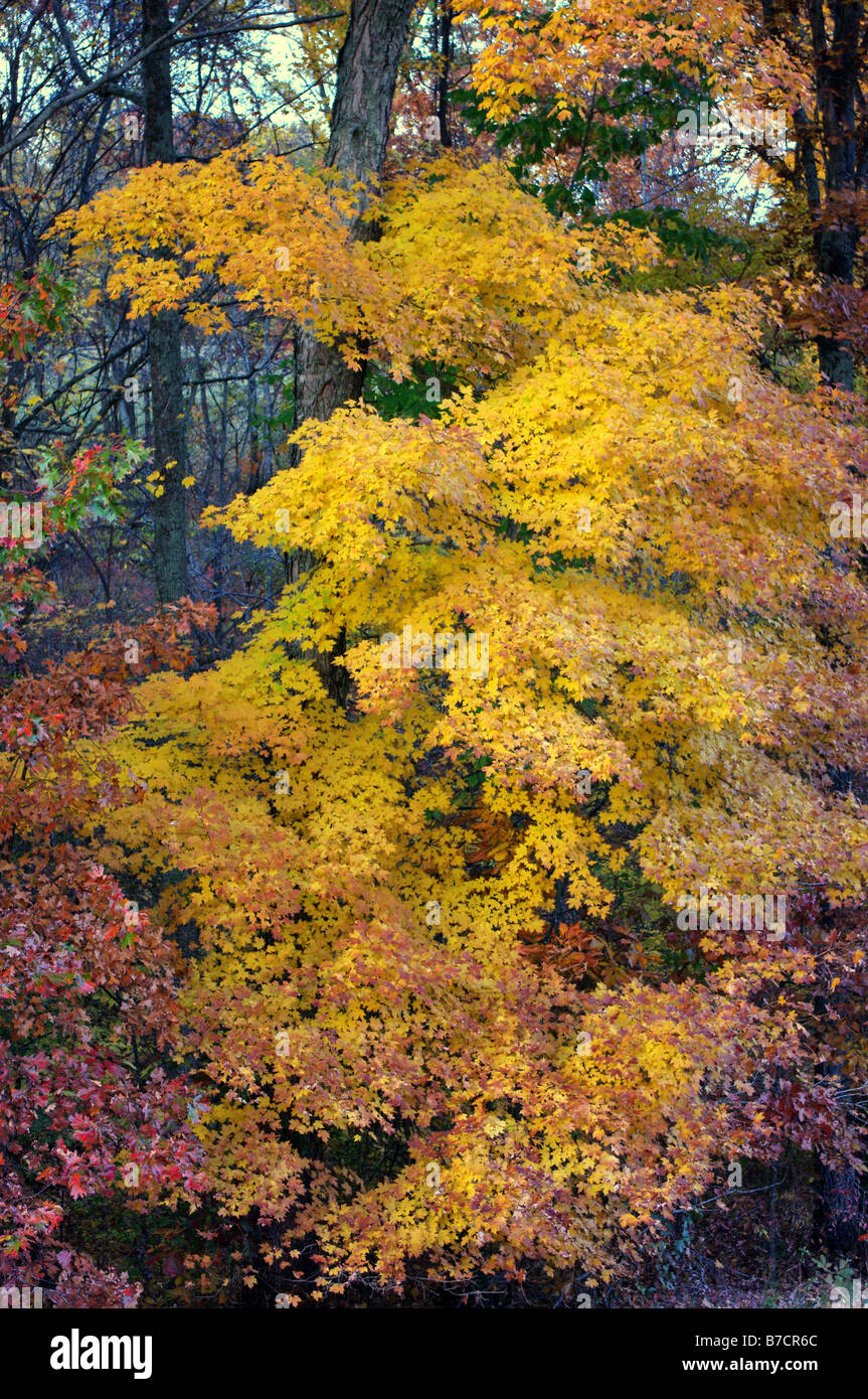 Usa tennessee maple tree hi-res stock photography and images - Alamy