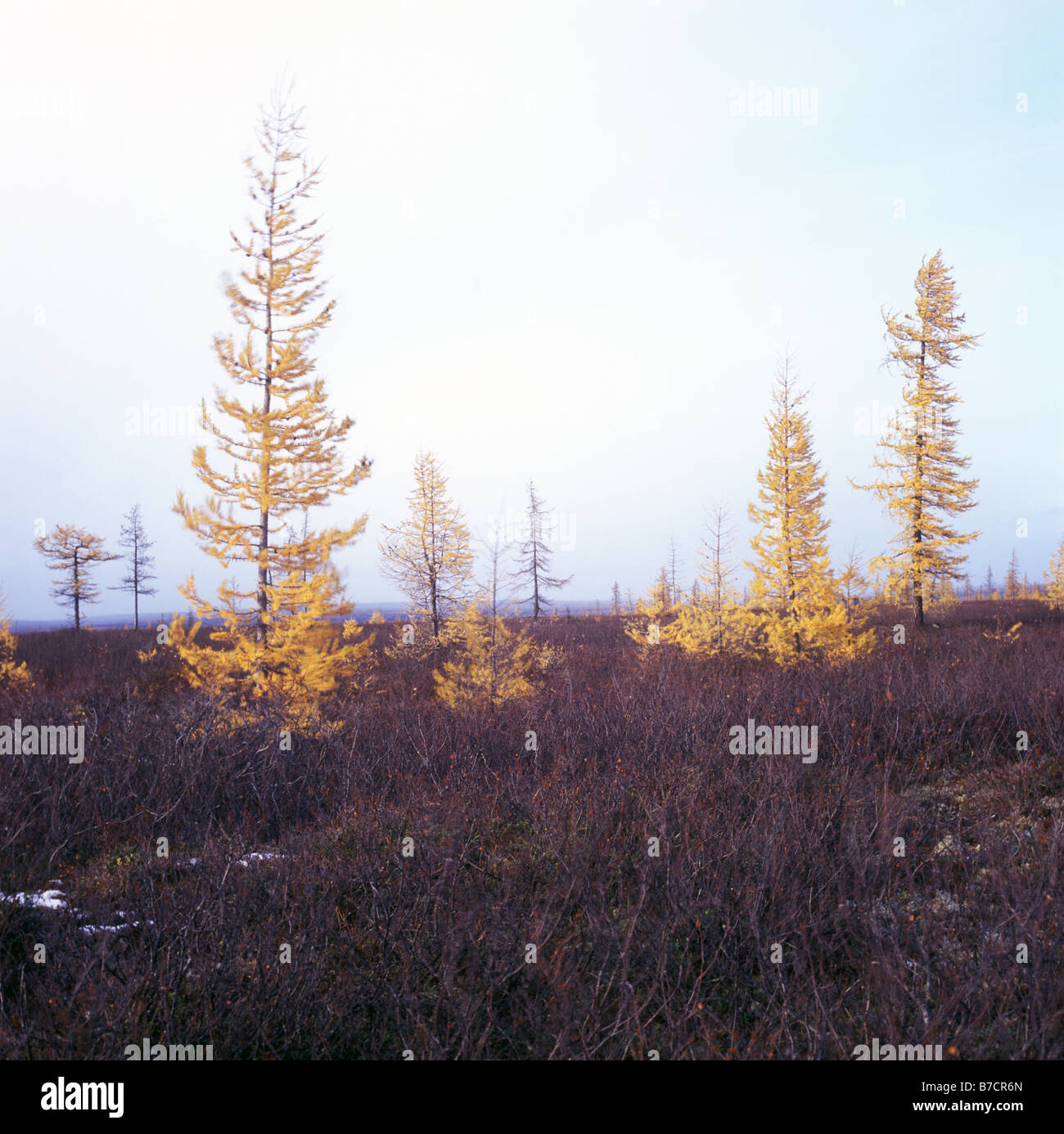 Russia. Yamal Region. Autumn Stock Photo - Alamy