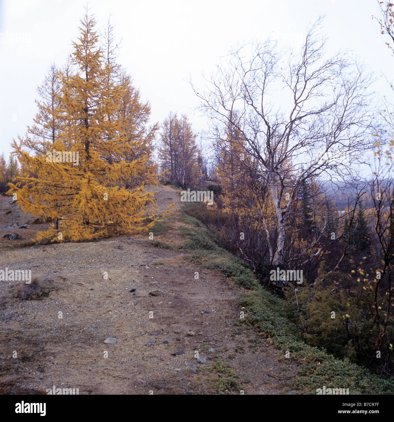 Russia. Yamal Region. Autumn Stock Photo - Alamy