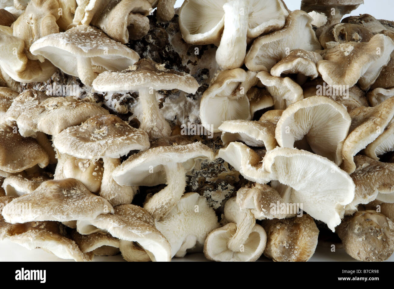 Lentinus edodes hi-res stock photography and images - Alamy