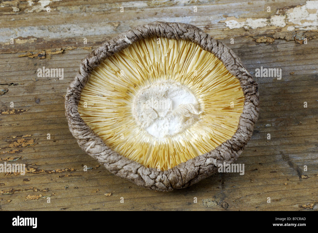 Shiitake Mushroom (Lentinus edodes), dried fruiting body Stock Photo ...