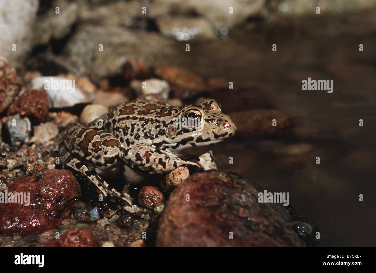 Amphibians of greece and the greek islands hi-res stock photography and ...