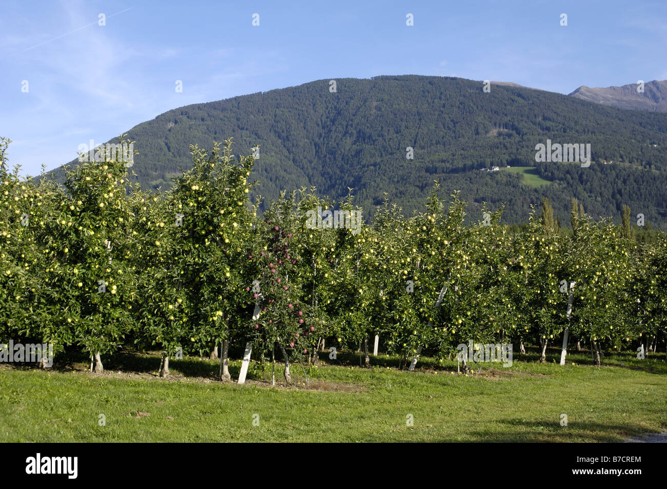 apple tree (Malus domestica), apple tree plantation with mountains in ...