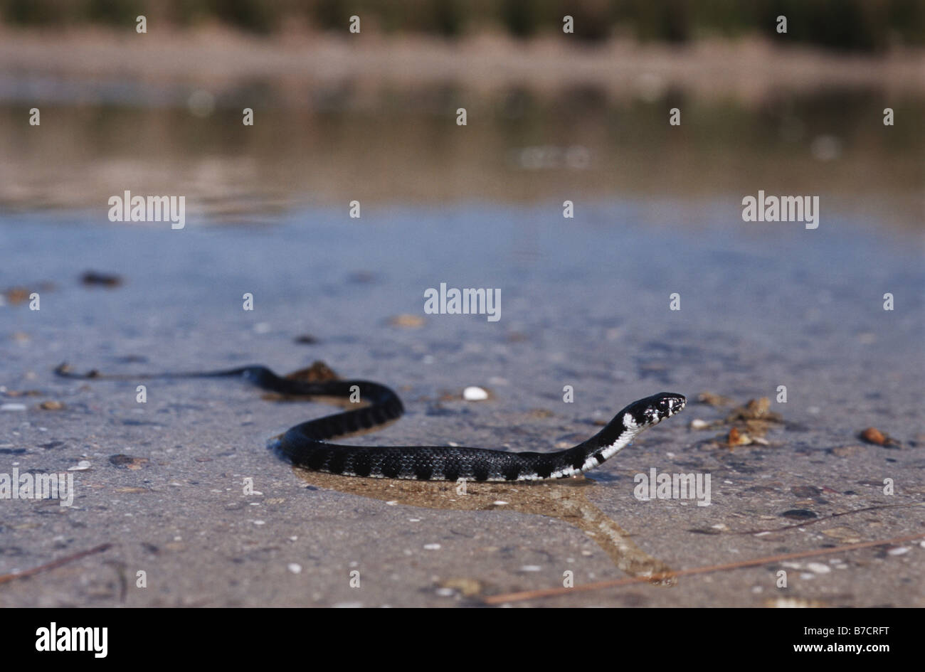 Milos grass snake (Natrix natrix schweizeri), juvenil, Greece, Milos ...