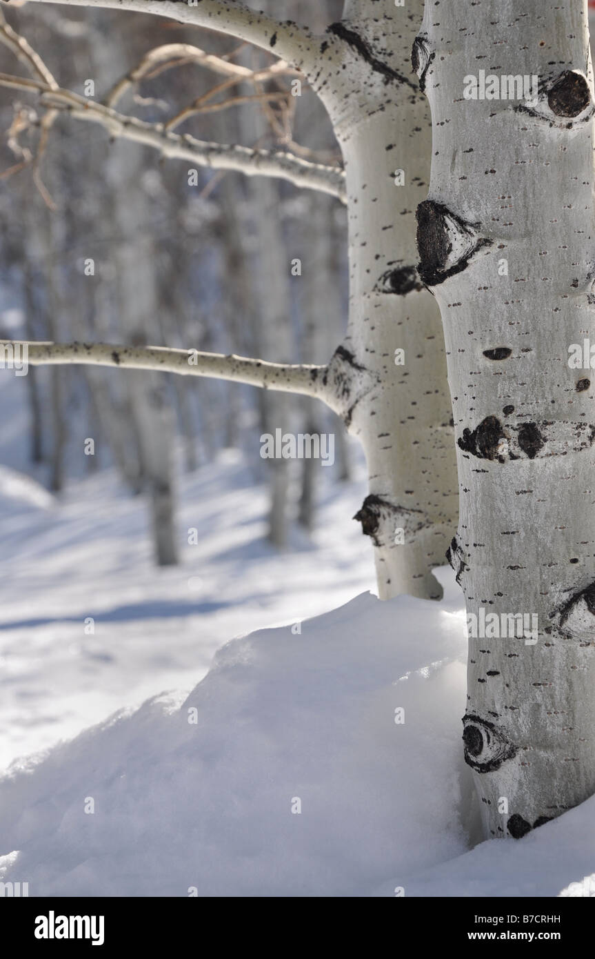 Aspen Trees In the snow Stock Photo - Alamy