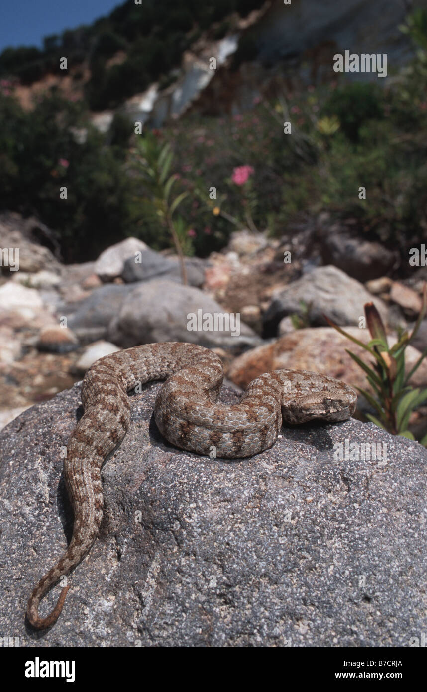 Cyclades blunt-nosed viper, Milos viper (Macrovipera schweizeri ...
