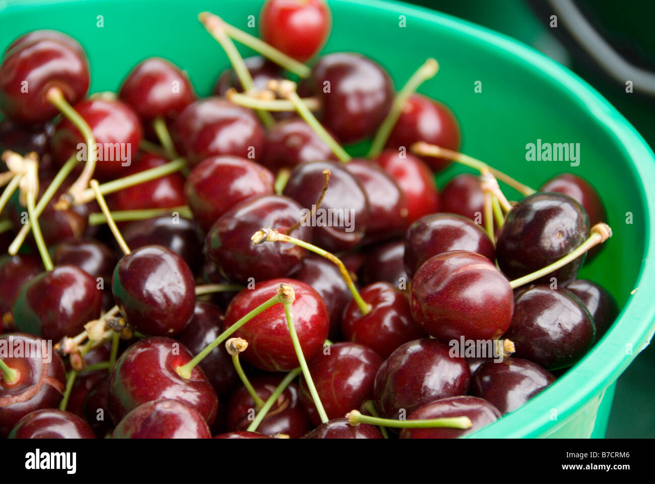Bing cherries harvested after an unexpected rainfall in early December ...