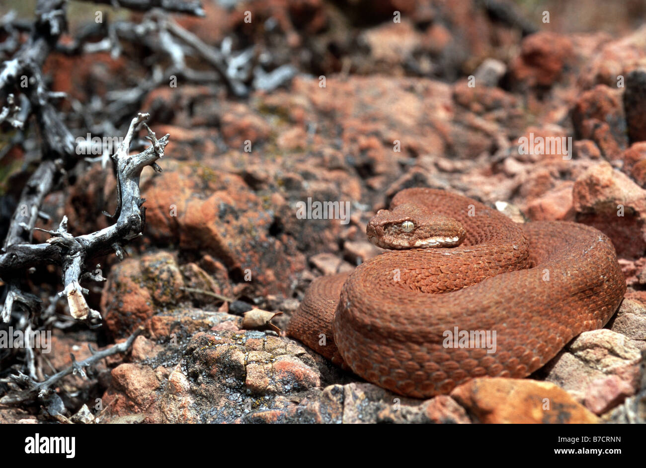 Cyclades blunt-nosed viper, Milos viper (Macrovipera schweizeri), red ...