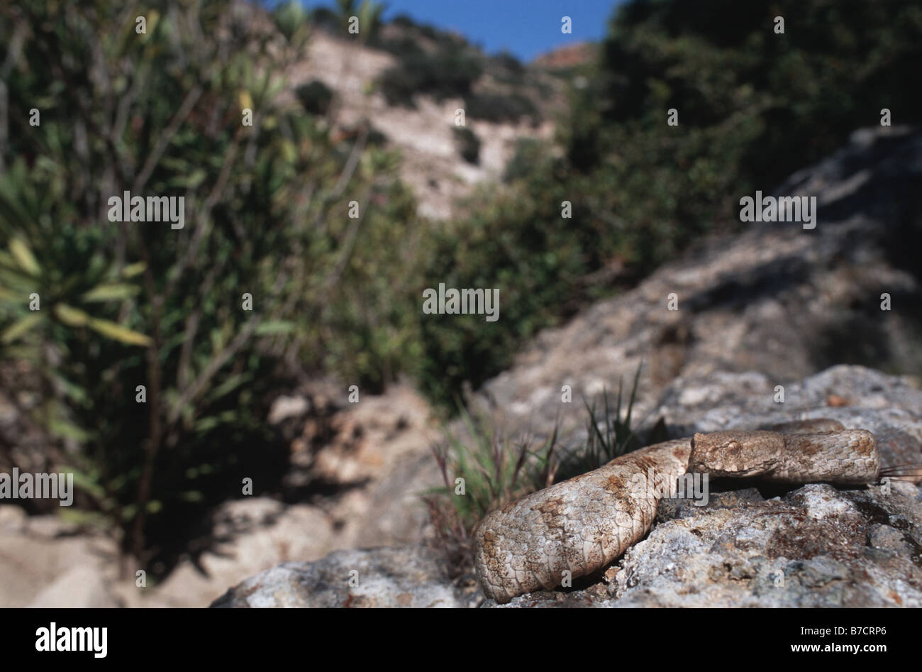Cyclades blunt-nosed viper, Milos viper (Macrovipera schweizeri), in ...