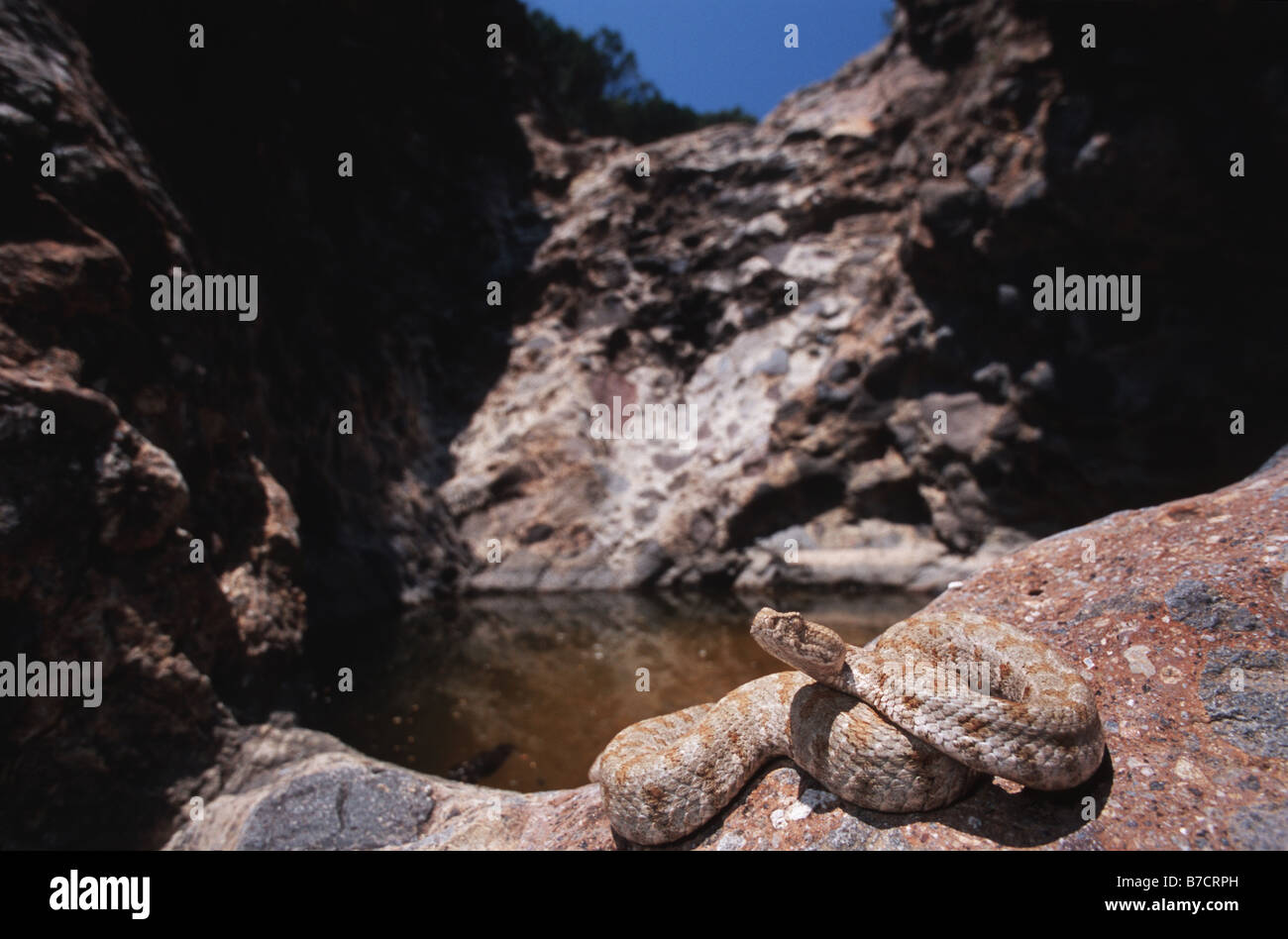 Cyclades blunt-nosed viper, Milos viper (Macrovipera schweizeri), in ...