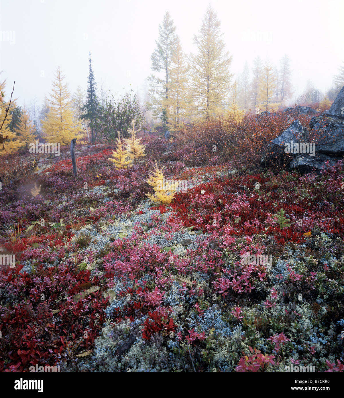 Russia. Yamal Region. Polar Ural. Autumn Stock Photo - Alamy