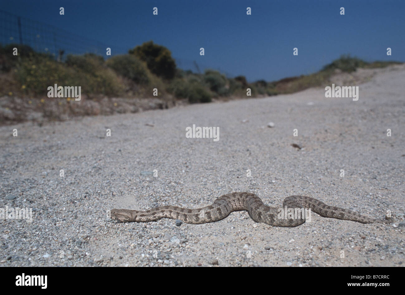 Cyclades blunt-nosed viper, Milos viper (Macrovipera schweizeri), on ...