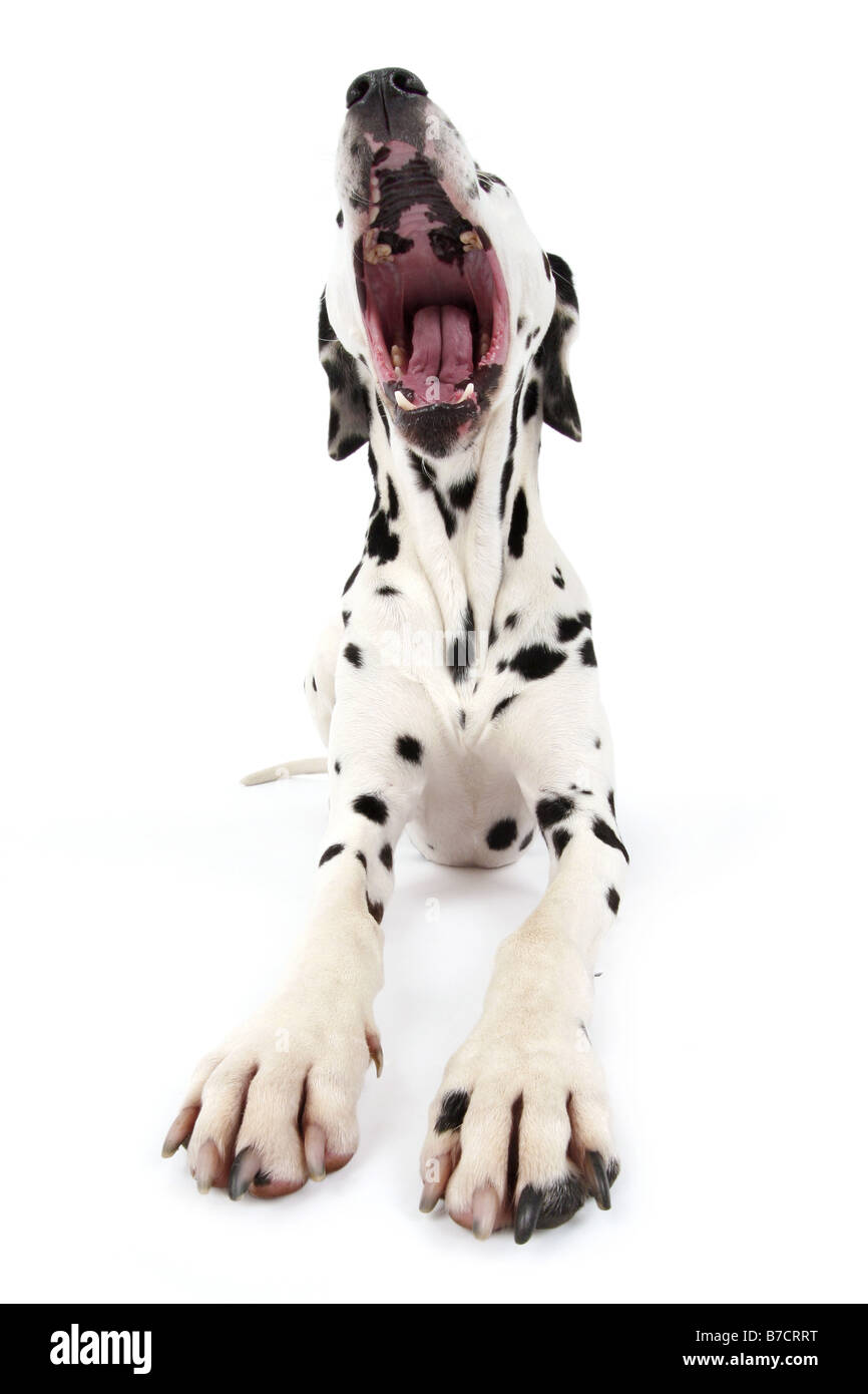 Dalmatian (Canis lupus f. familiaris), Dalmatian yawning into the ...
