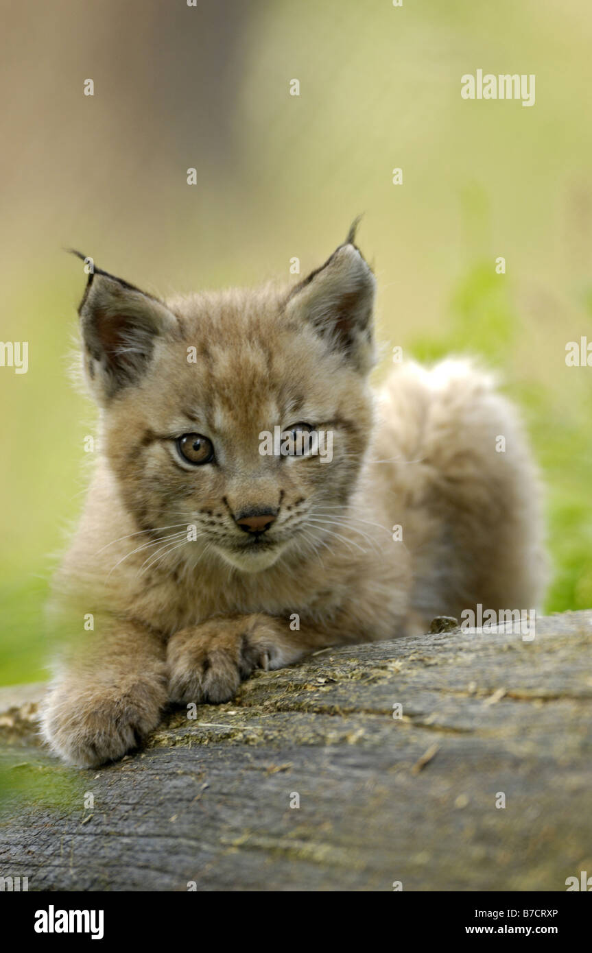 Eurasian lynxes lynx kittens hi-res stock photography and images - Alamy